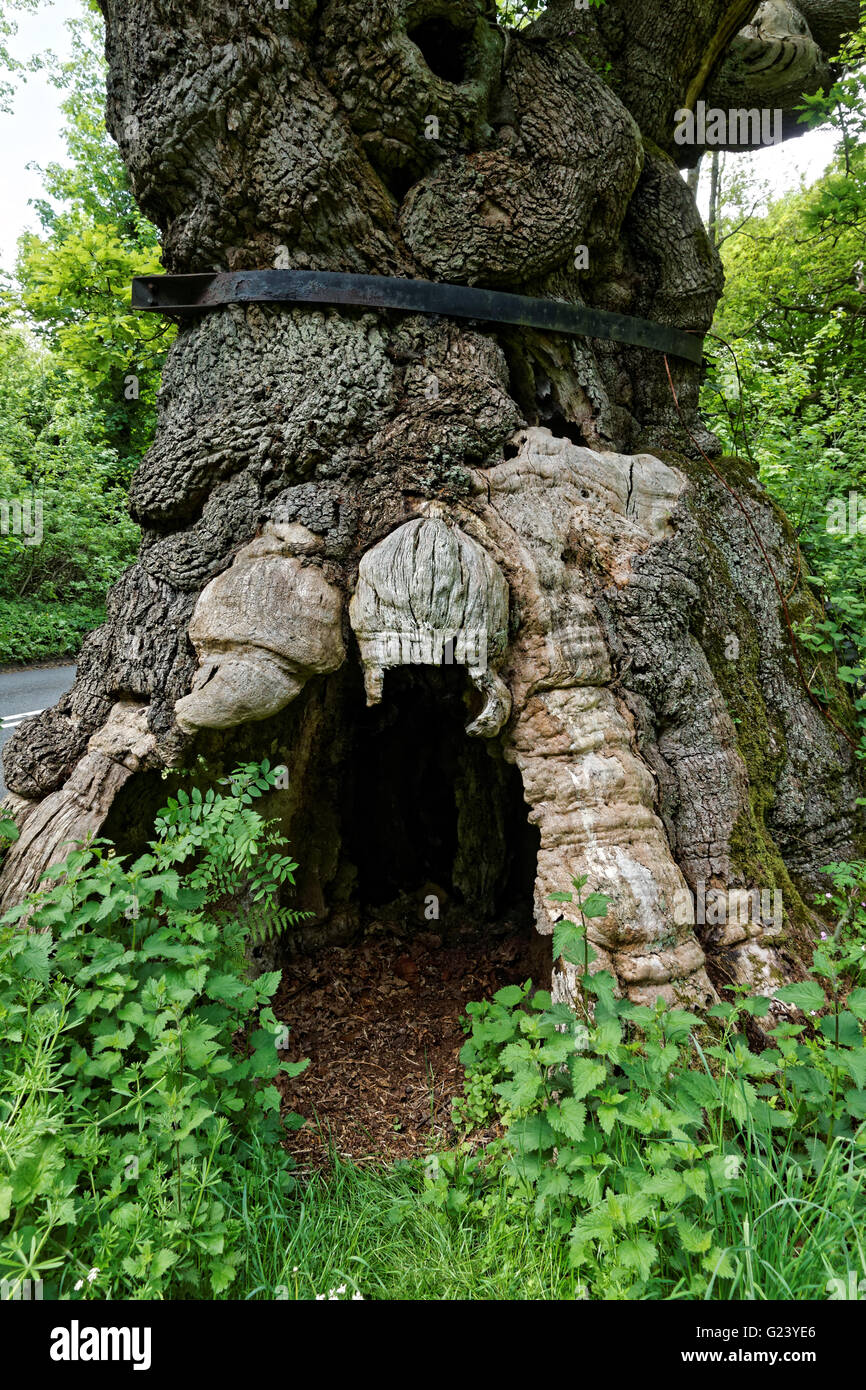 Big Belly oak three in Savernake Forest Stock Photo - Alamy