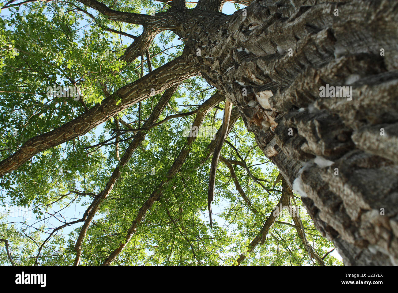 Tree is very nice hi-res stock photography and images - Alamy