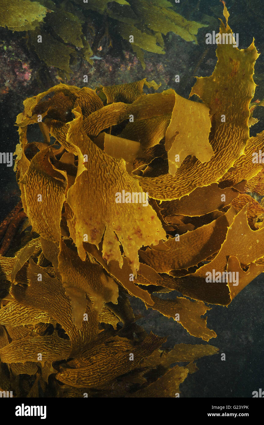 Shallow water forest of brown kelp Stock Photo - Alamy