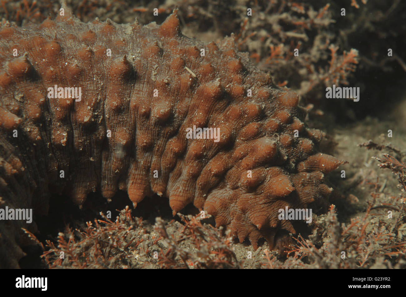 Stichopus hi-res stock photography and images - Alamy