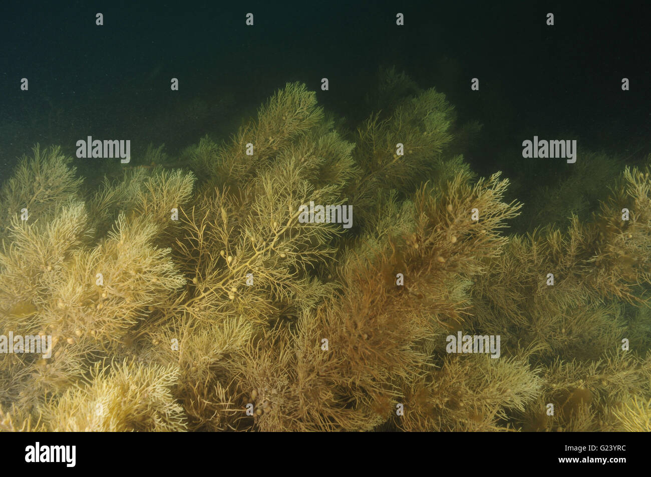 Brown algae and seaweed hi-res stock photography and images - Alamy