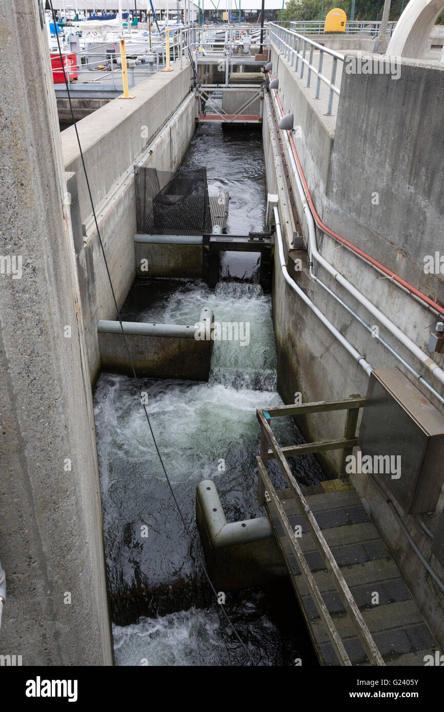 The Lake Washington Ship Canal Fish Ladder in Seattle, Washington Stock ...