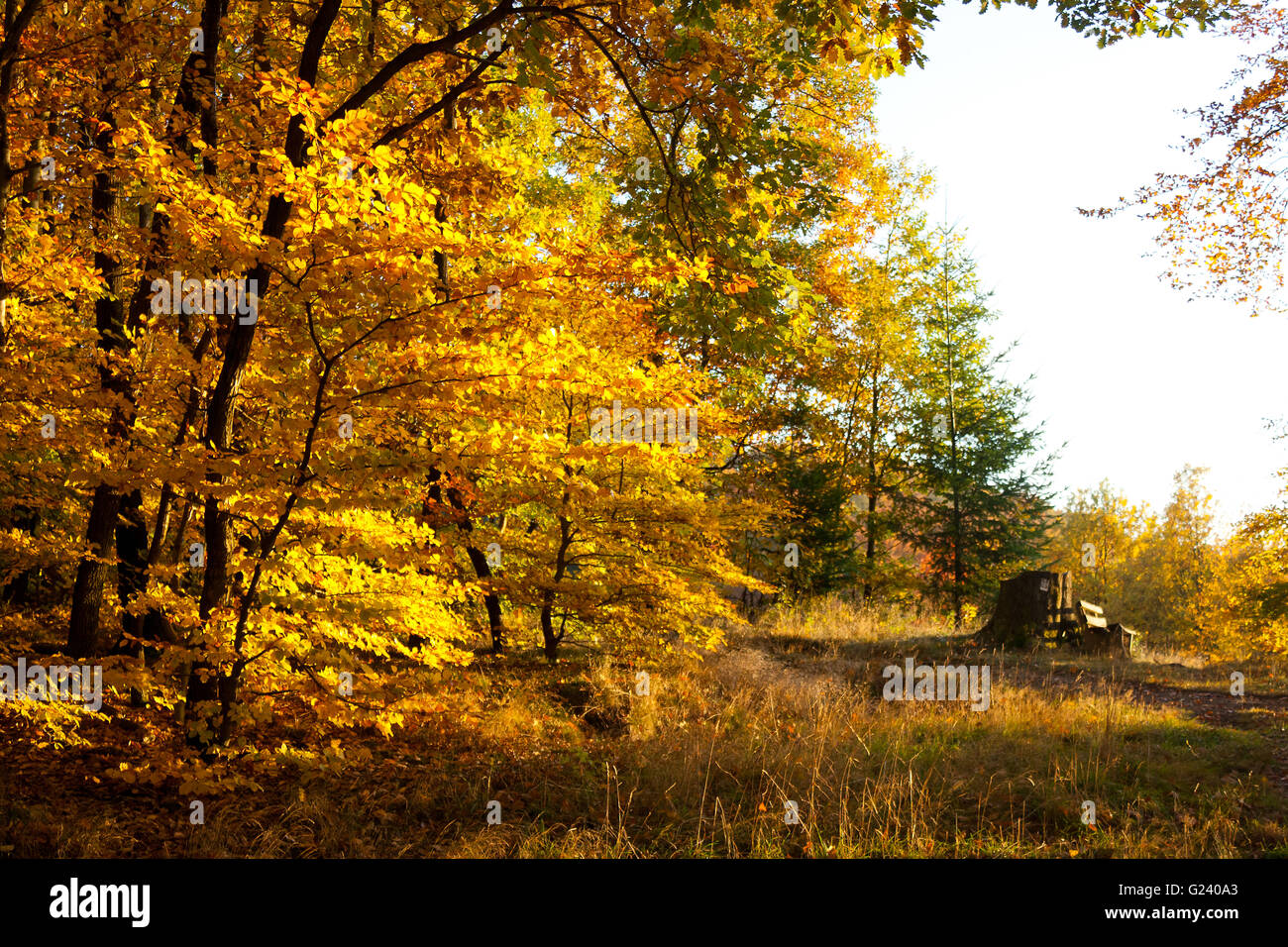 Walk mythical forest hi-res stock photography and images - Alamy