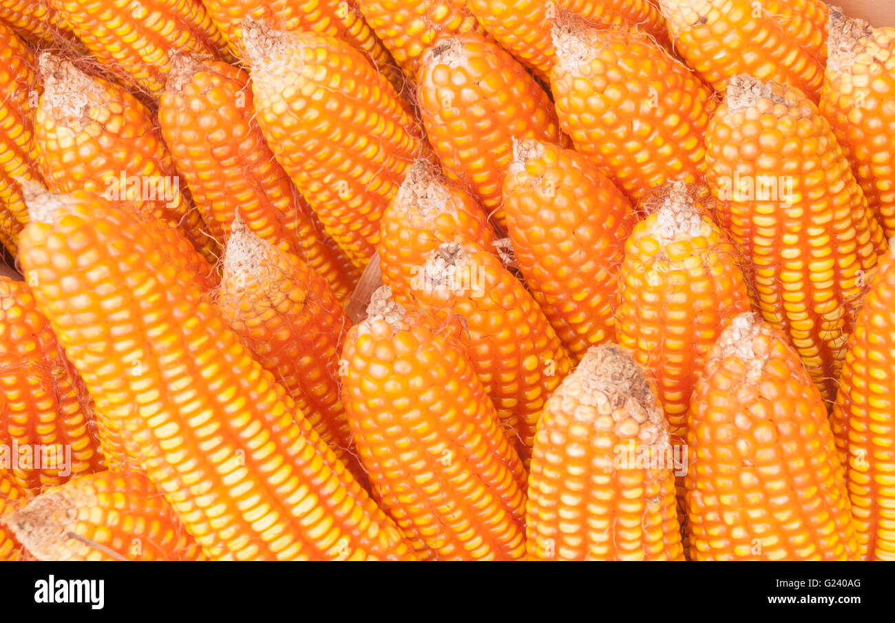 Corn groats and seeds Stock Photo - Alamy