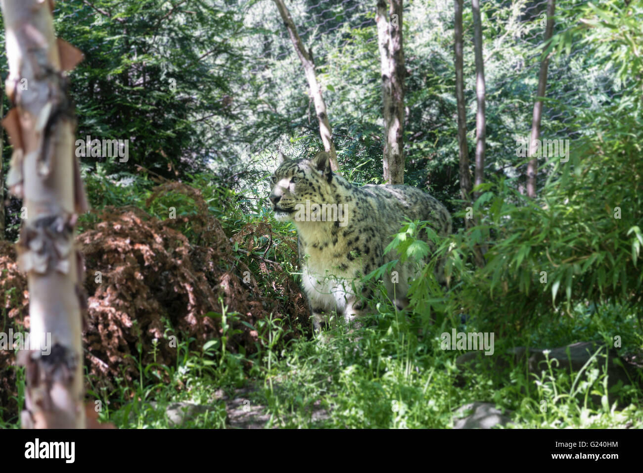 Central Park Zoo has Snow Leopards, NYC, USA Stock Photo - Alamy