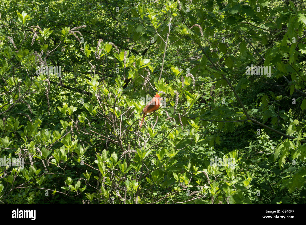 Cardinal Songbird, Central Park, Springtime, NYC USA Stock Photo - Alamy