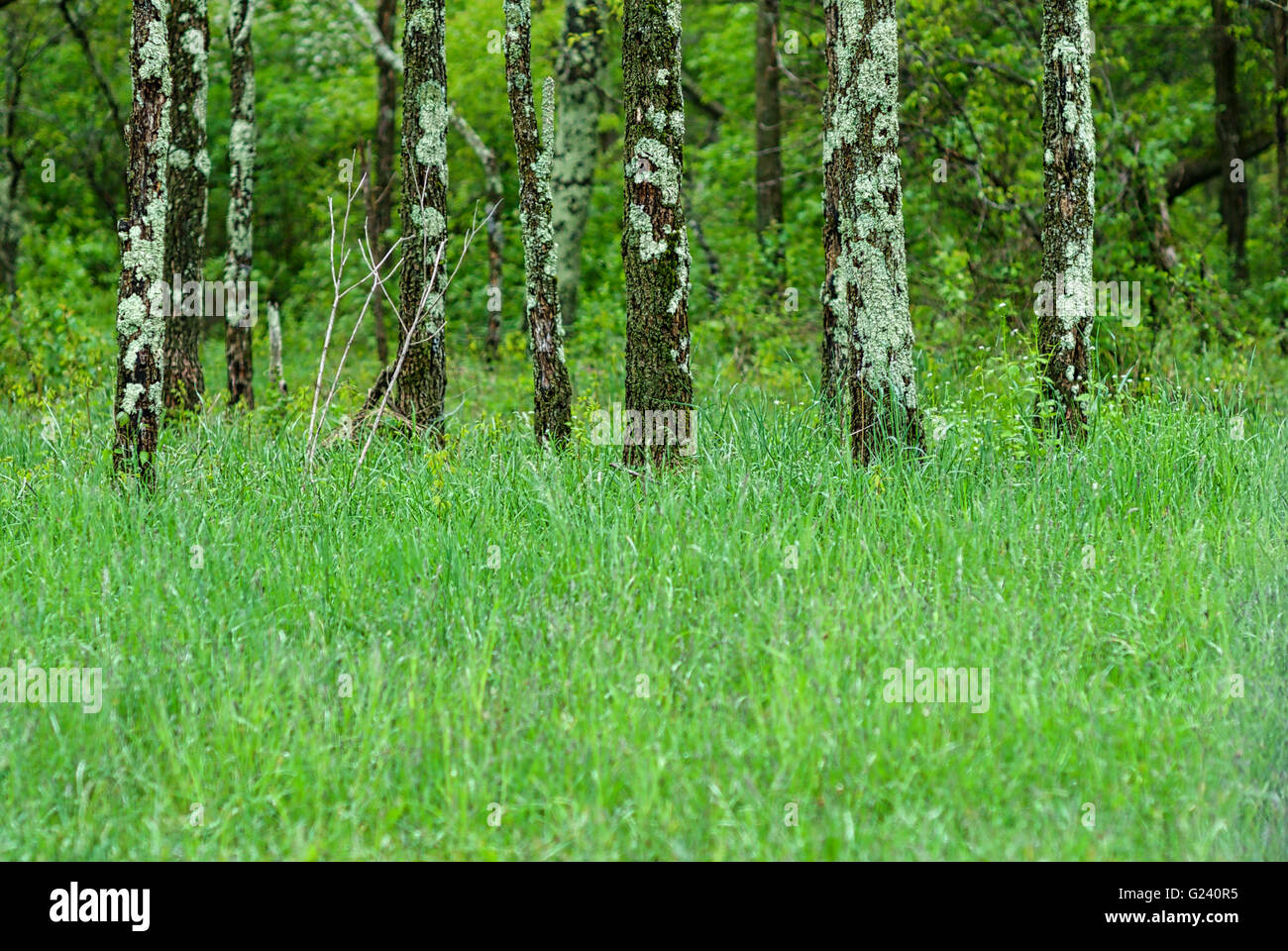 A grove of lichen-covered trees grow in a field of grass in the middle ...