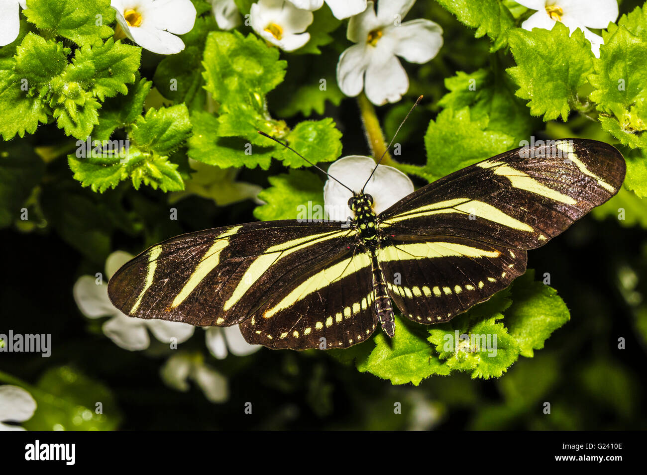 zebra longwing butterfly heliconius charitonia at san diego zoo safari ...