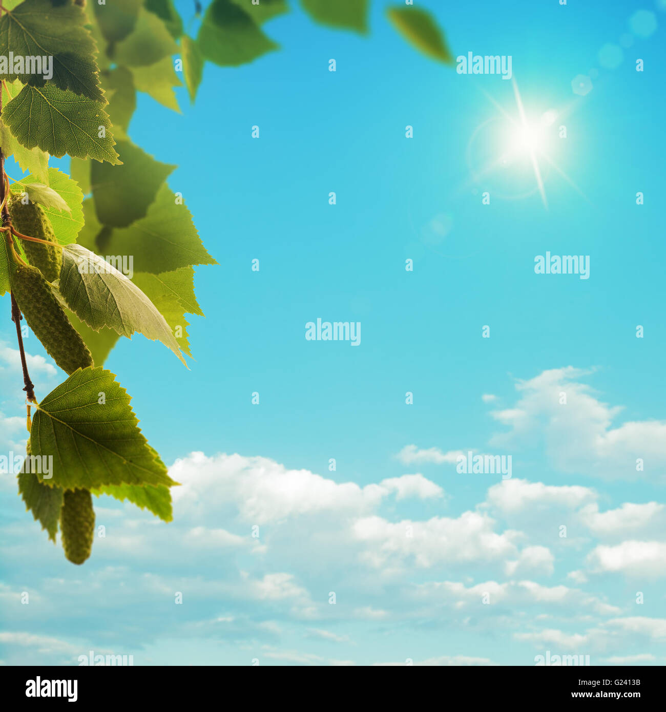 Birch tree under bright summer sun, seasonal background Stock Photo - Alamy