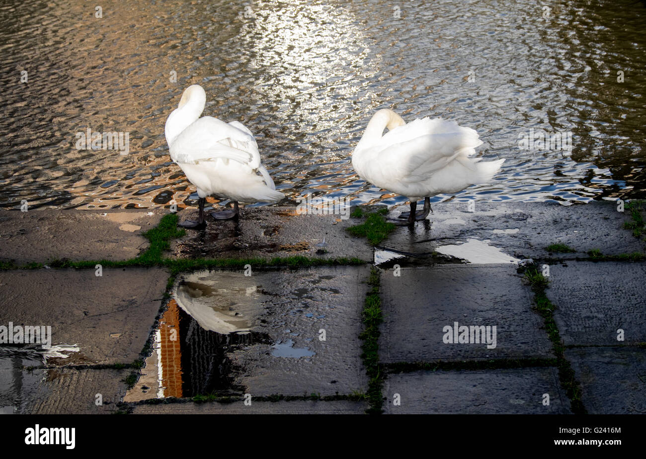 Swans preening in Gloucester docks Stock Photo - Alamy
