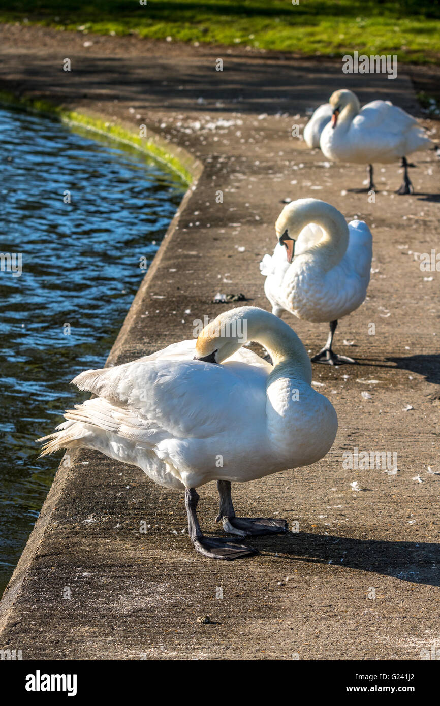 England Dorset Poole Poole Park Mute swans Stock Photo - Alamy