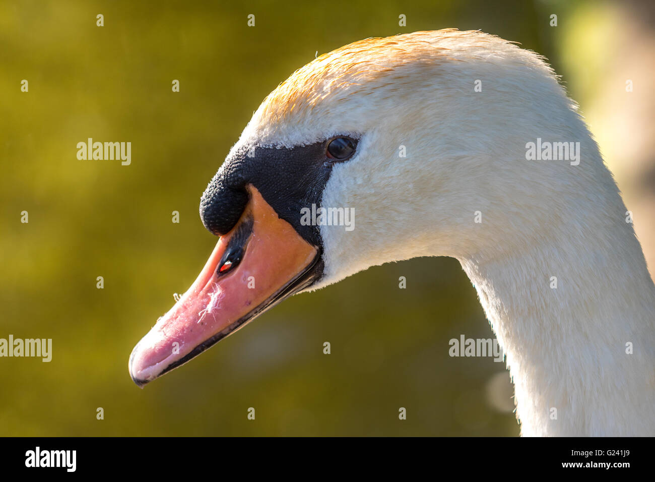 England Dorset Poole Poole Park Mute swan Stock Photo - Alamy