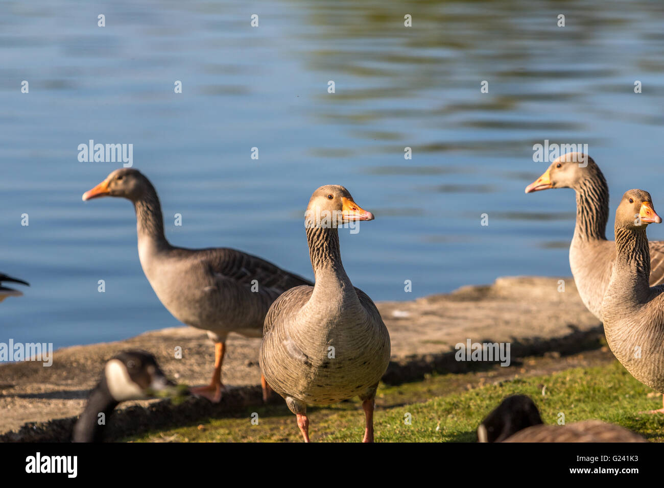 England Dorset Poole Poole Park Stock Photo - Alamy