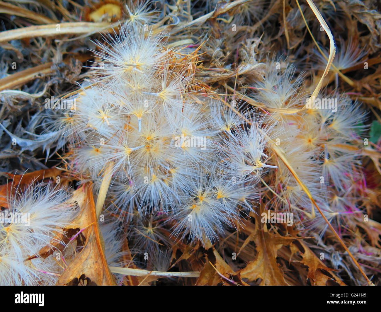 Ground hogging blue thistle seeds in Alora countryside Stock Photo - Alamy