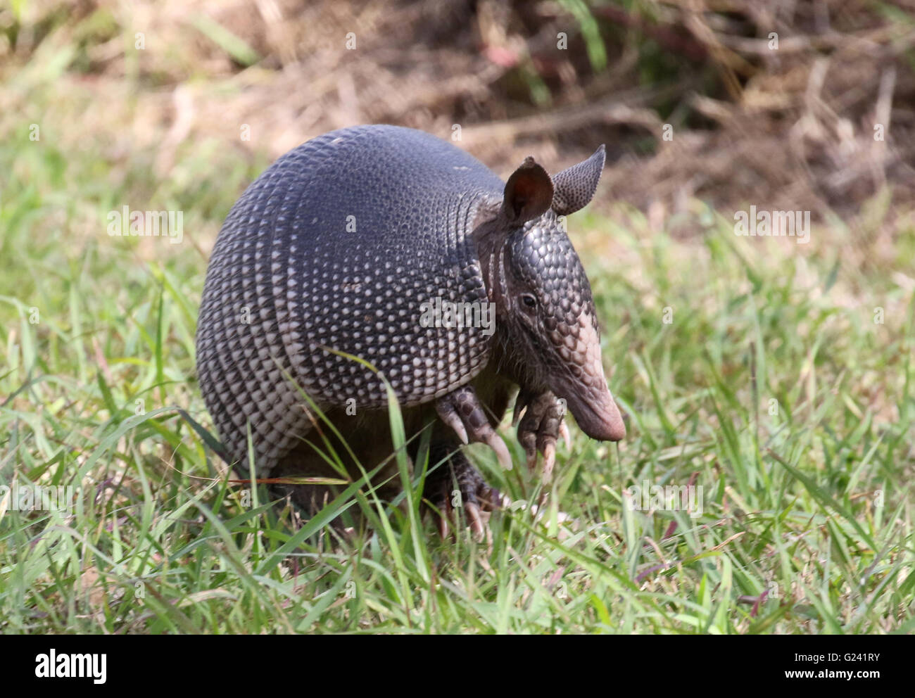Armadillo standing hi-res stock photography and images - Alamy
