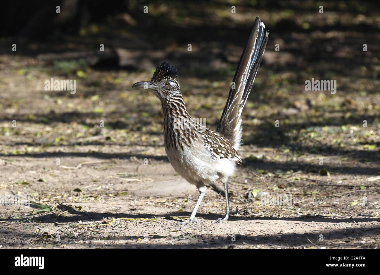 Close up of a roadrunner hi-res stock photography and images - Alamy