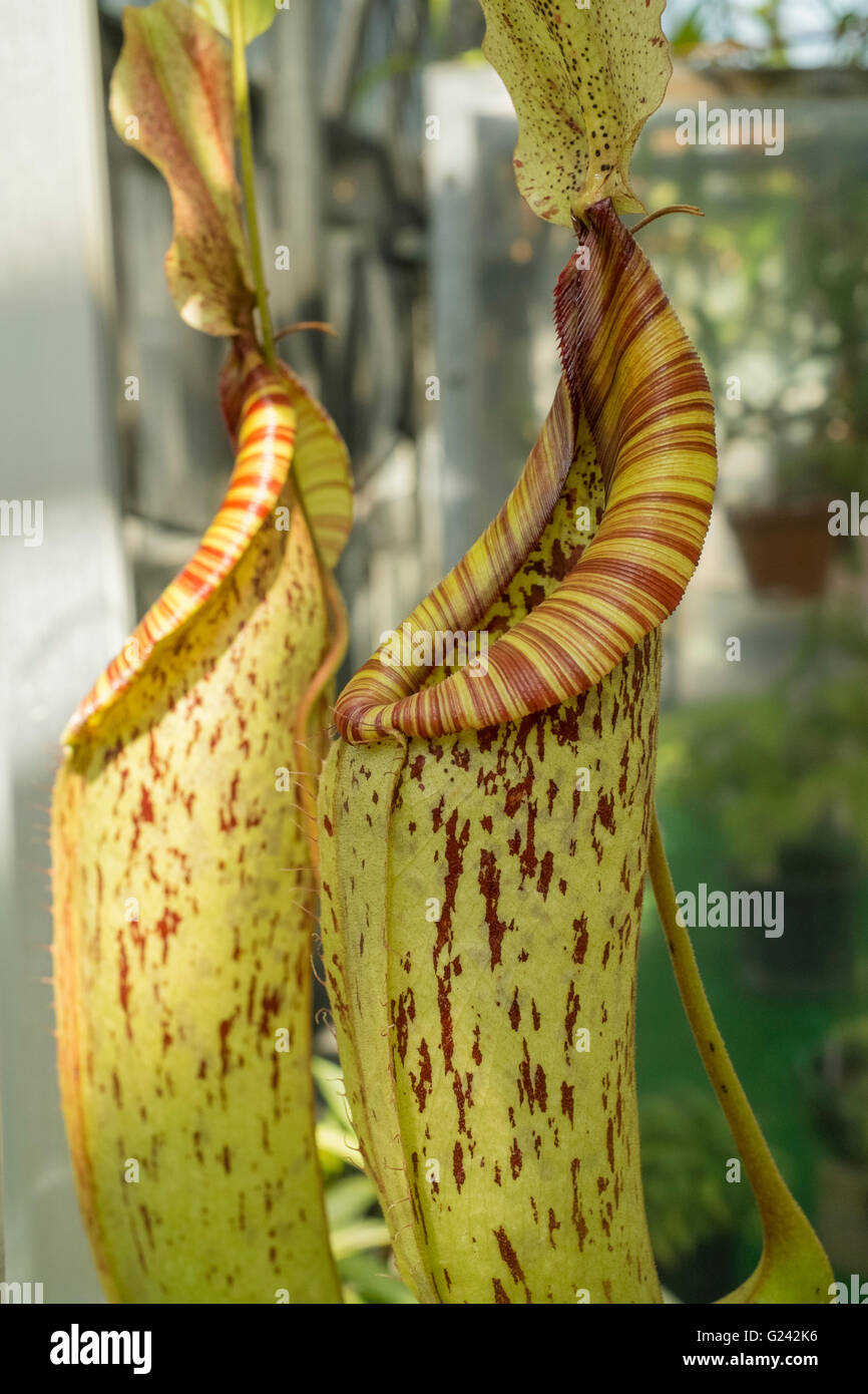 An insectivorous tropical plant Stock Photo - Alamy