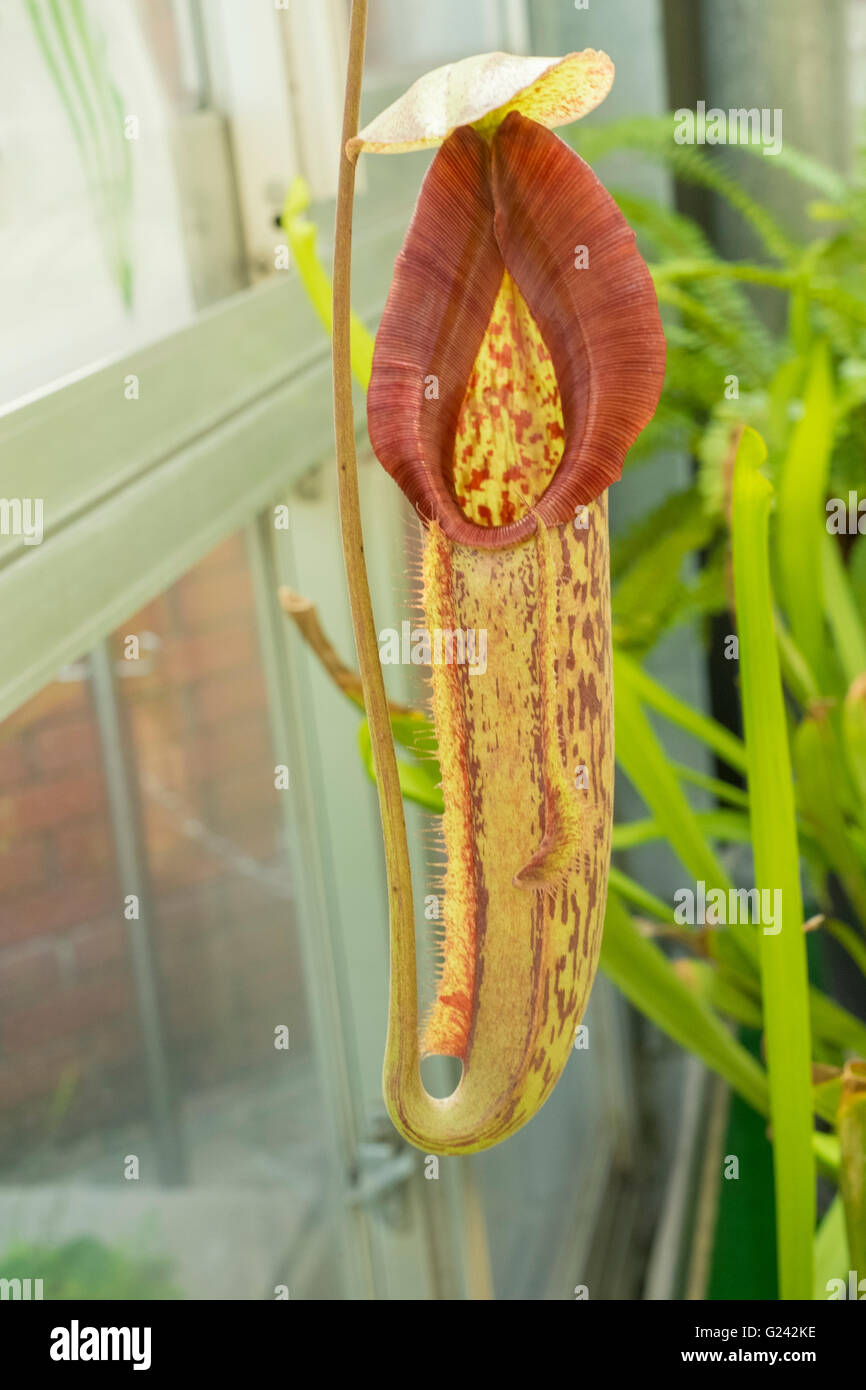 An insectivorous tropical plant Stock Photo - Alamy