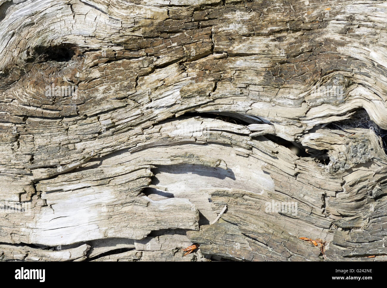 Tree slice backdrop old hi-res stock photography and images - Alamy