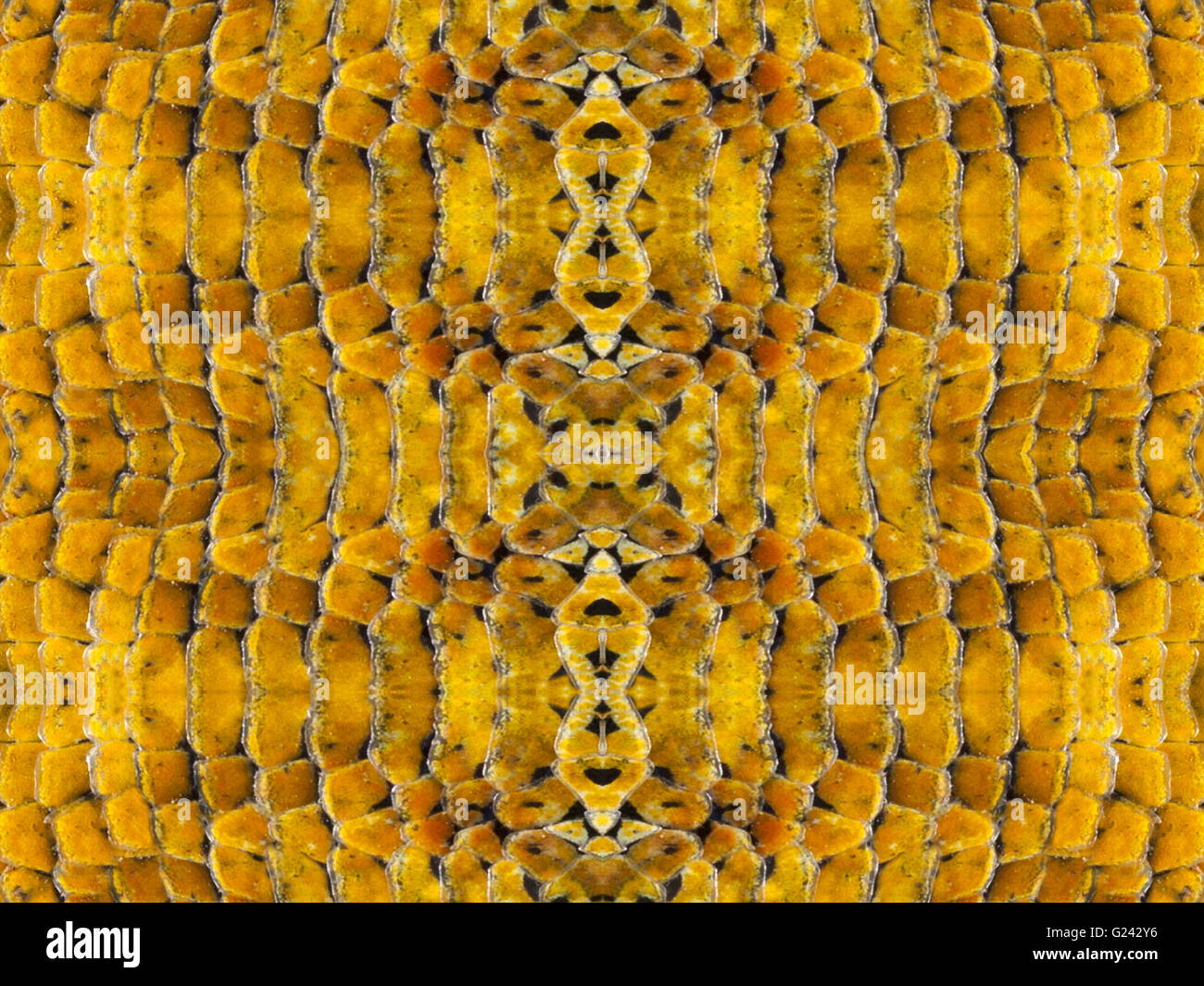 Mosaic lizard hi-res stock photography and images - Alamy