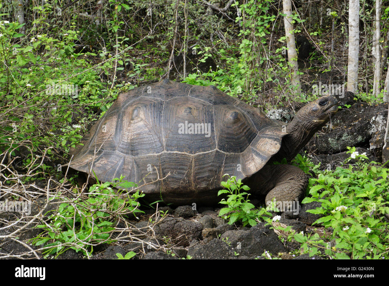 Galapagos giant tortoise. The Galapagos giant tortoise (Chelonoidis ...