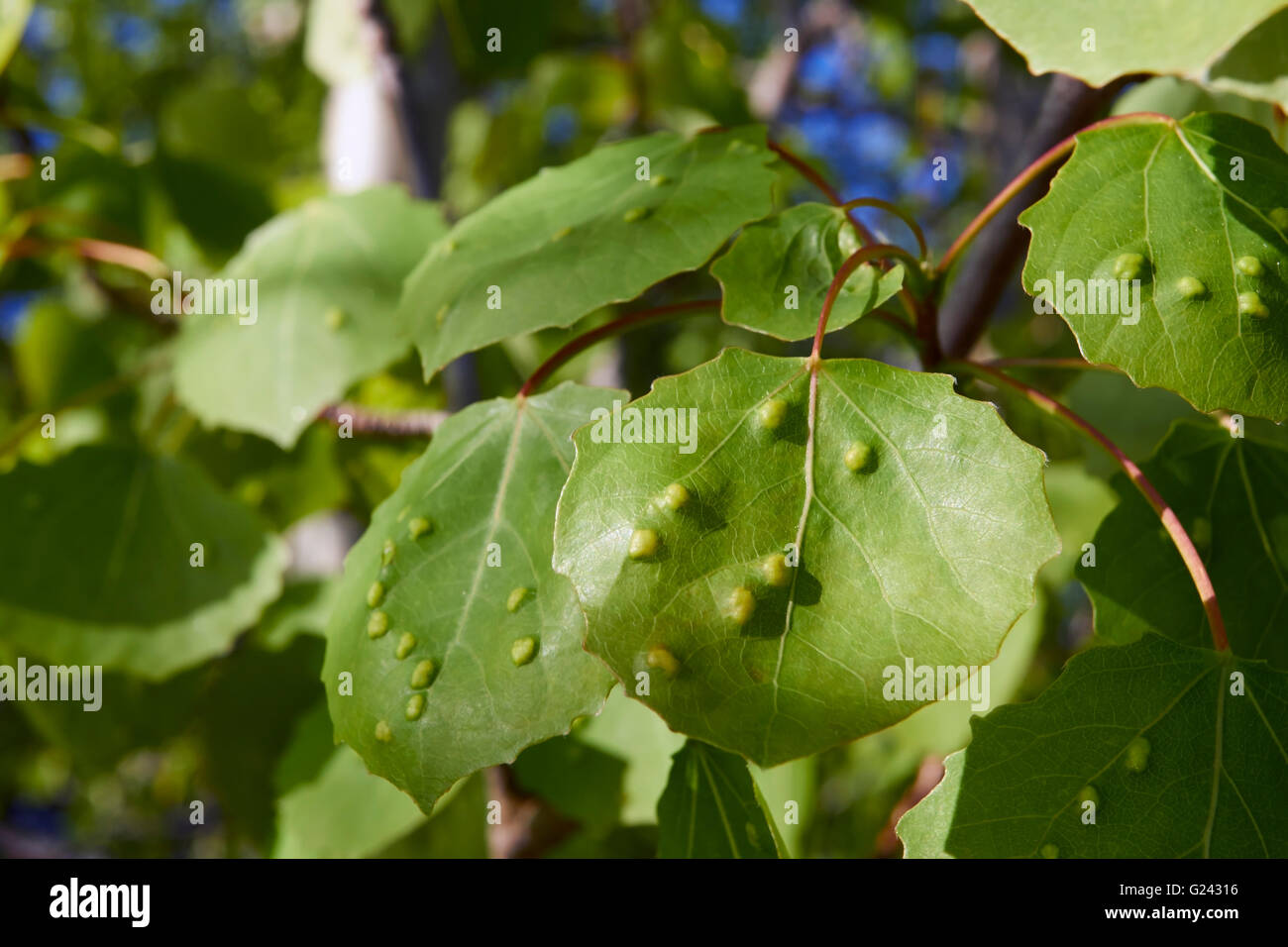 Galls at european aspen populus tremula hi-res stock photography and ...
