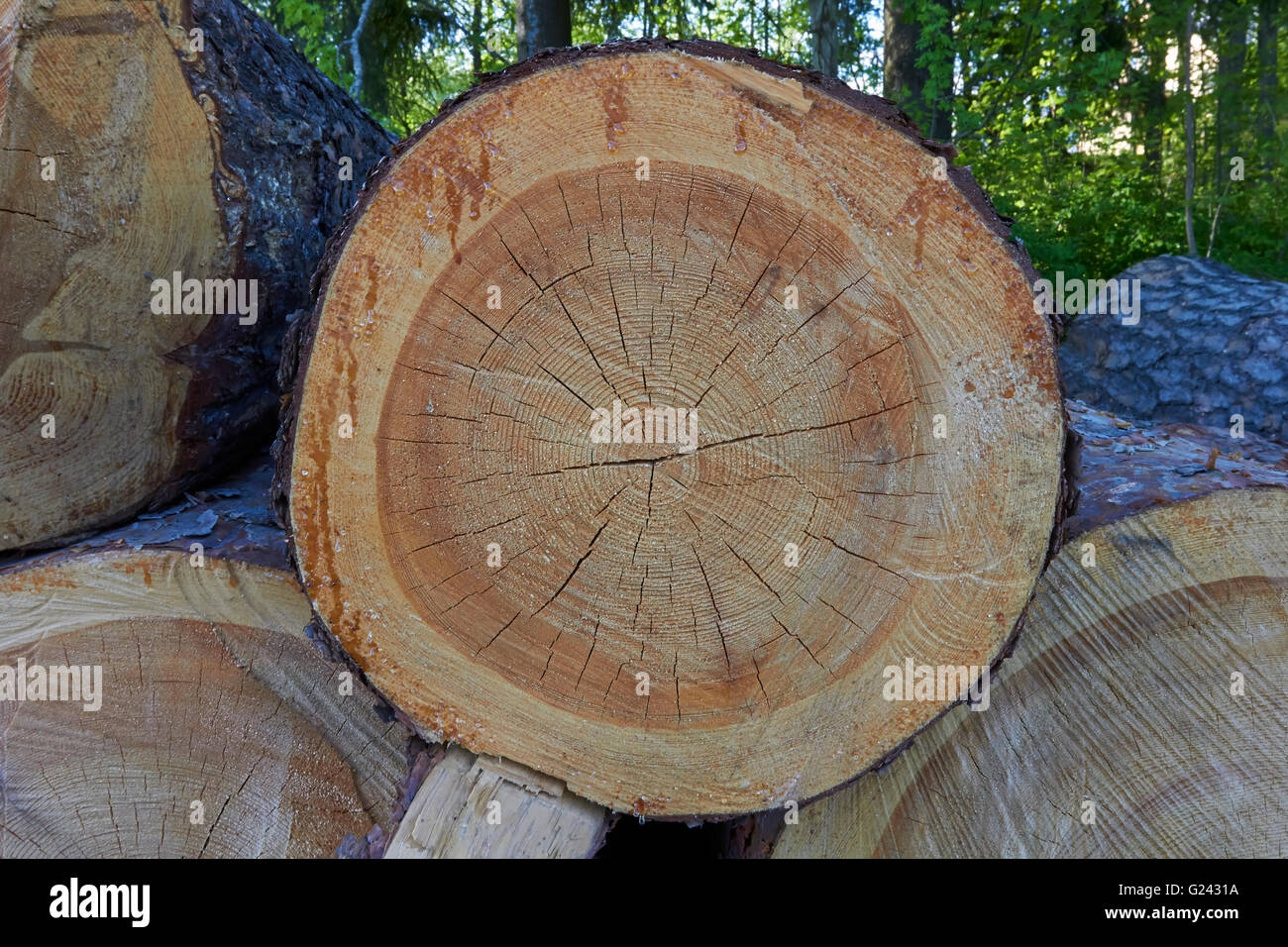 year rings in logs Stock Photo - Alamy