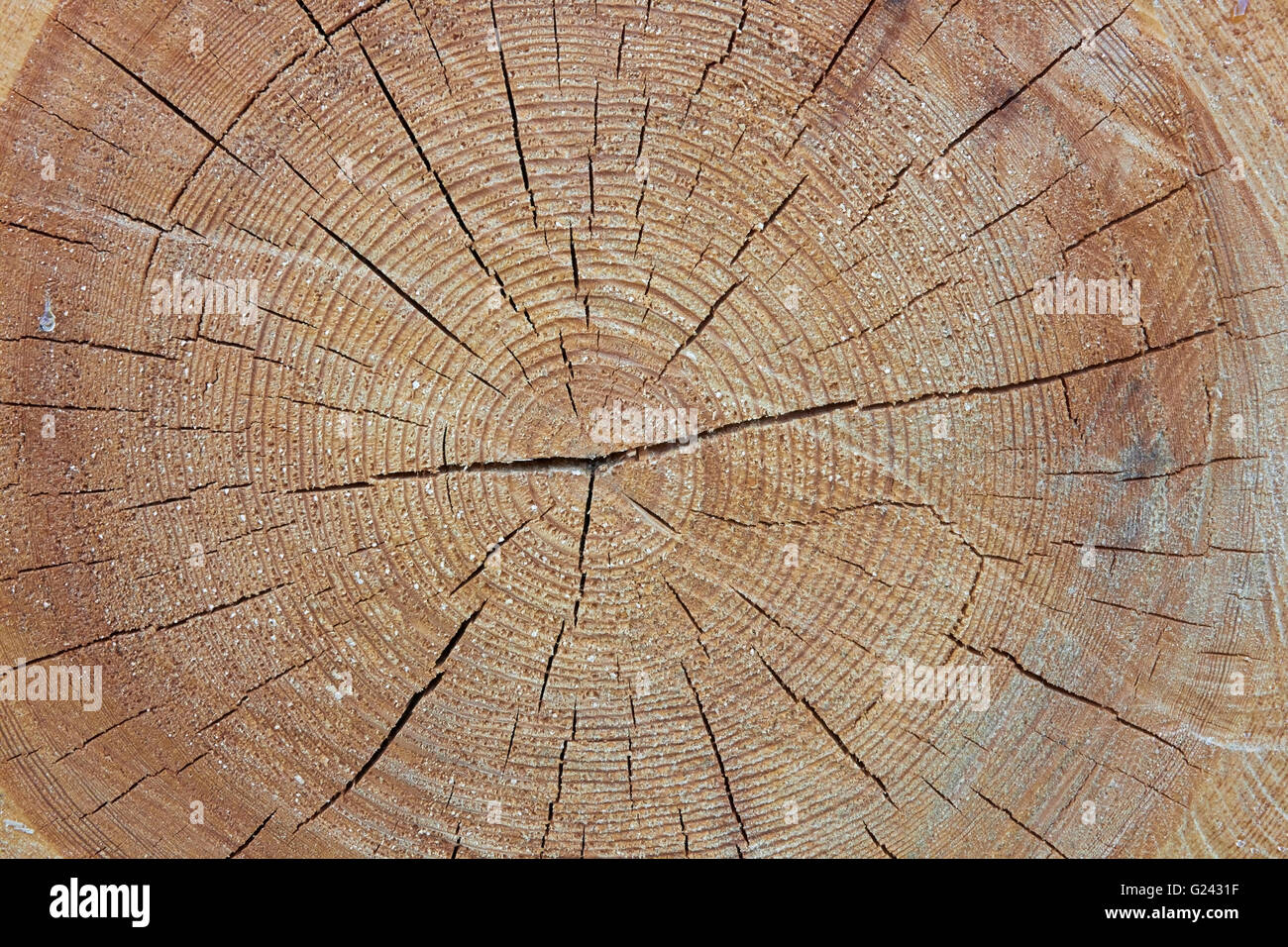 year rings in log Stock Photo - Alamy