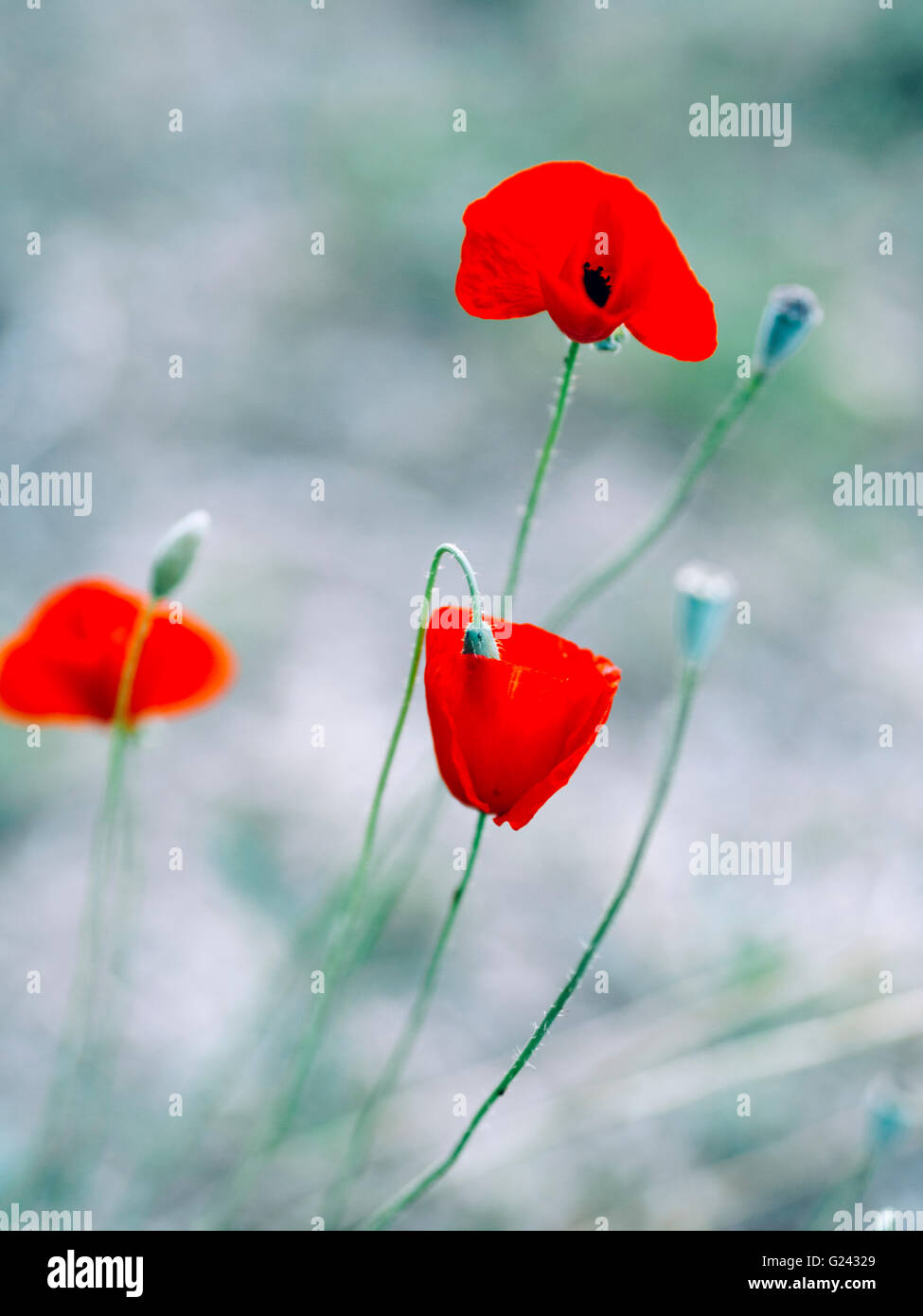 Poppies israel hi-res stock photography and images - Alamy