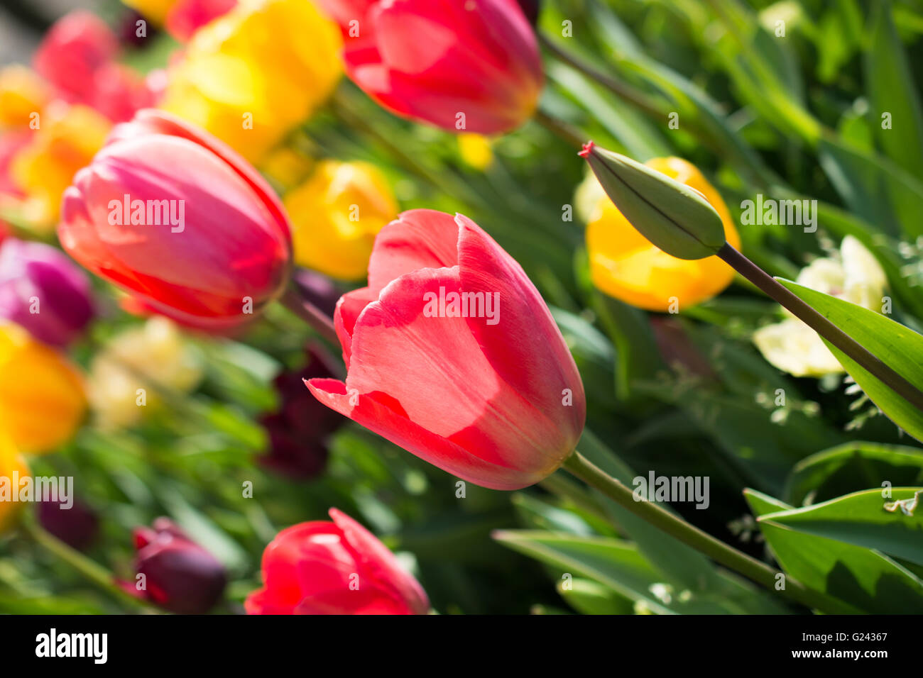 tulips of various colors in nature in spring time Stock Photo - Alamy