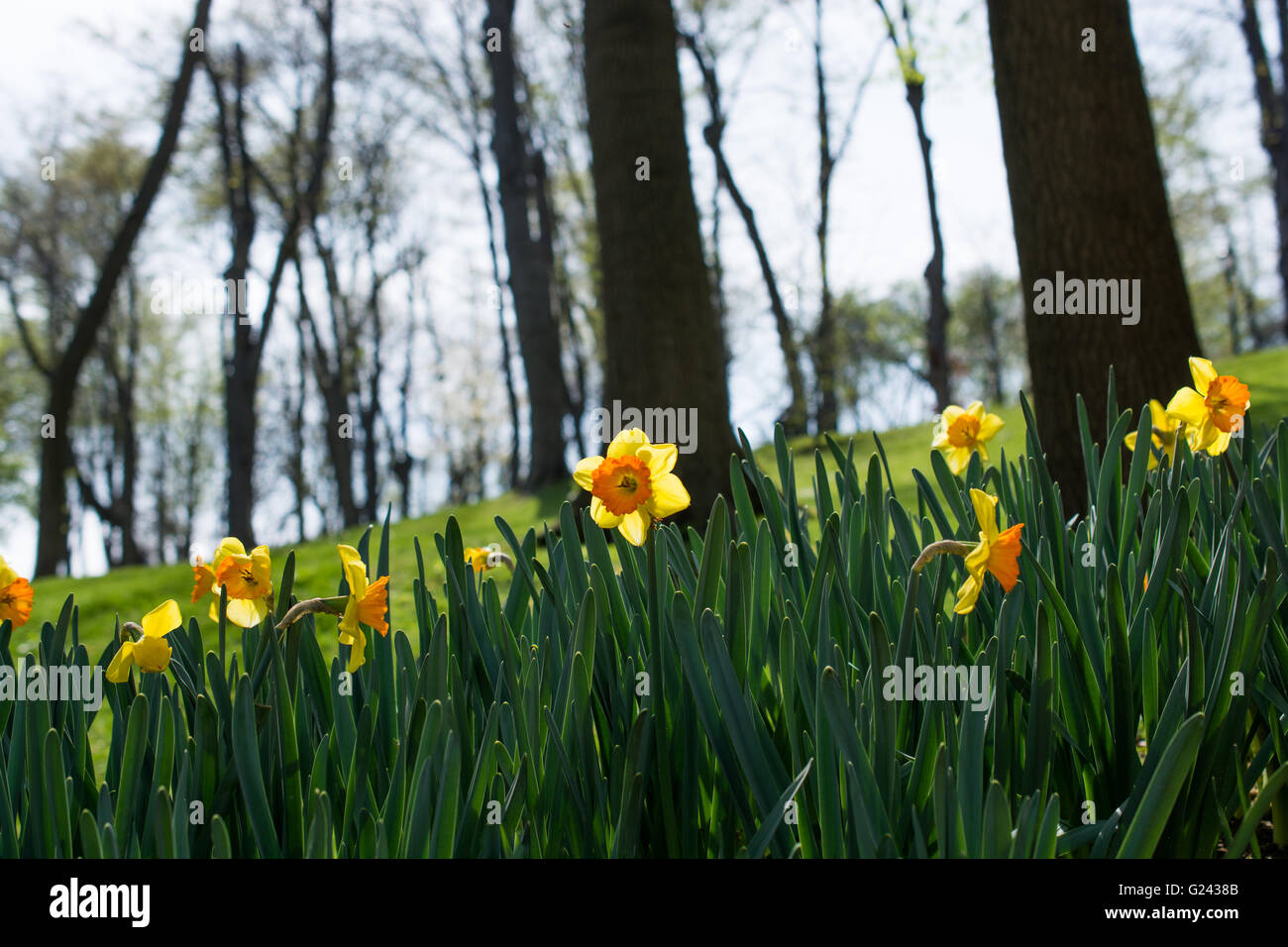beautiful and colorful wild flowers in nature in the spring time Stock ...
