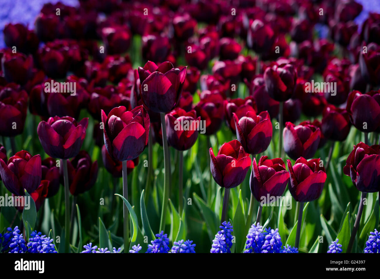 tulips of various colors in nature in spring time Stock Photo - Alamy