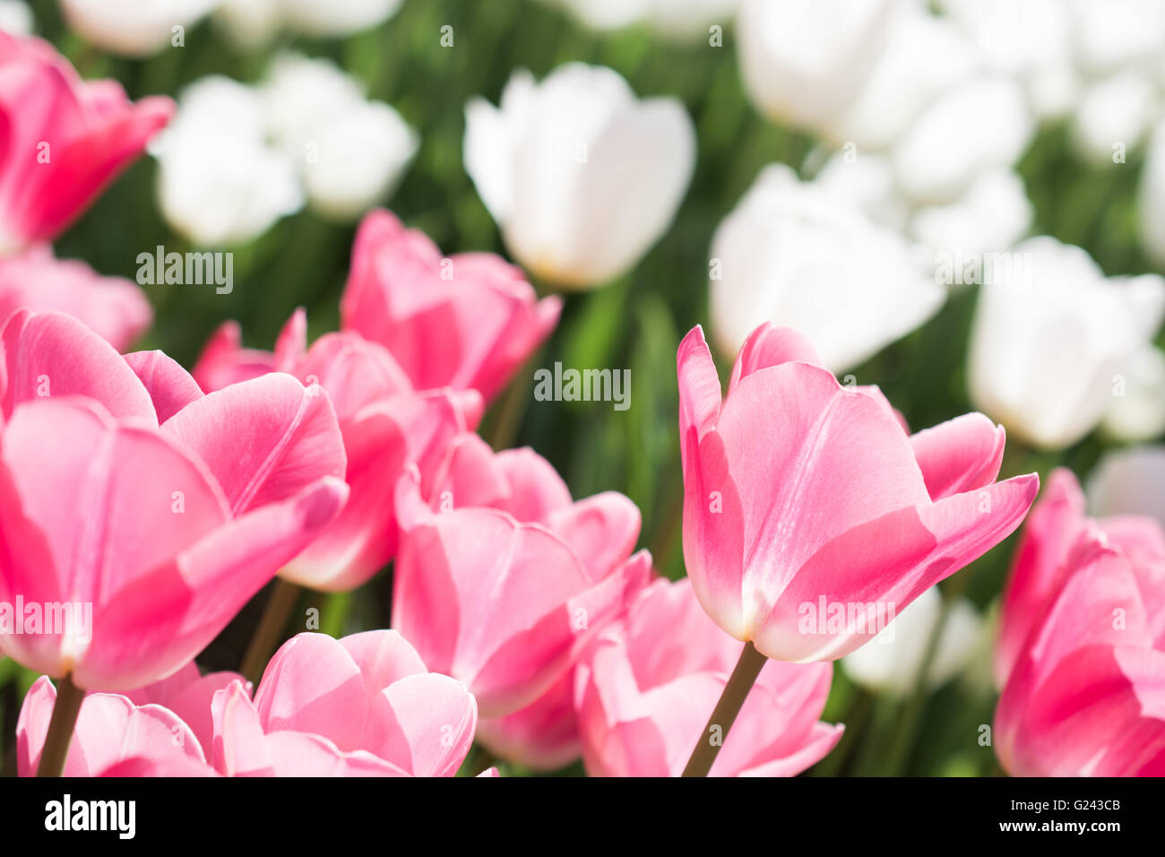 tulips of various colors in nature in spring time Stock Photo - Alamy