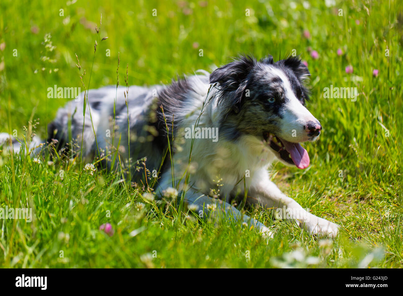 Purebred Border Collie portrait Stock Photo - Alamy