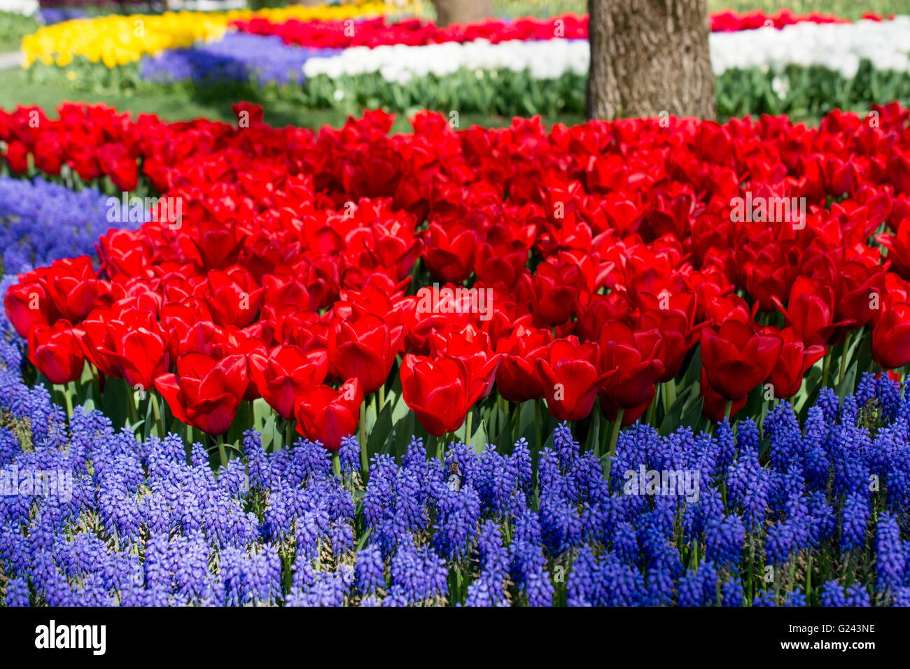 tulips of various colors in nature in spring time Stock Photo - Alamy