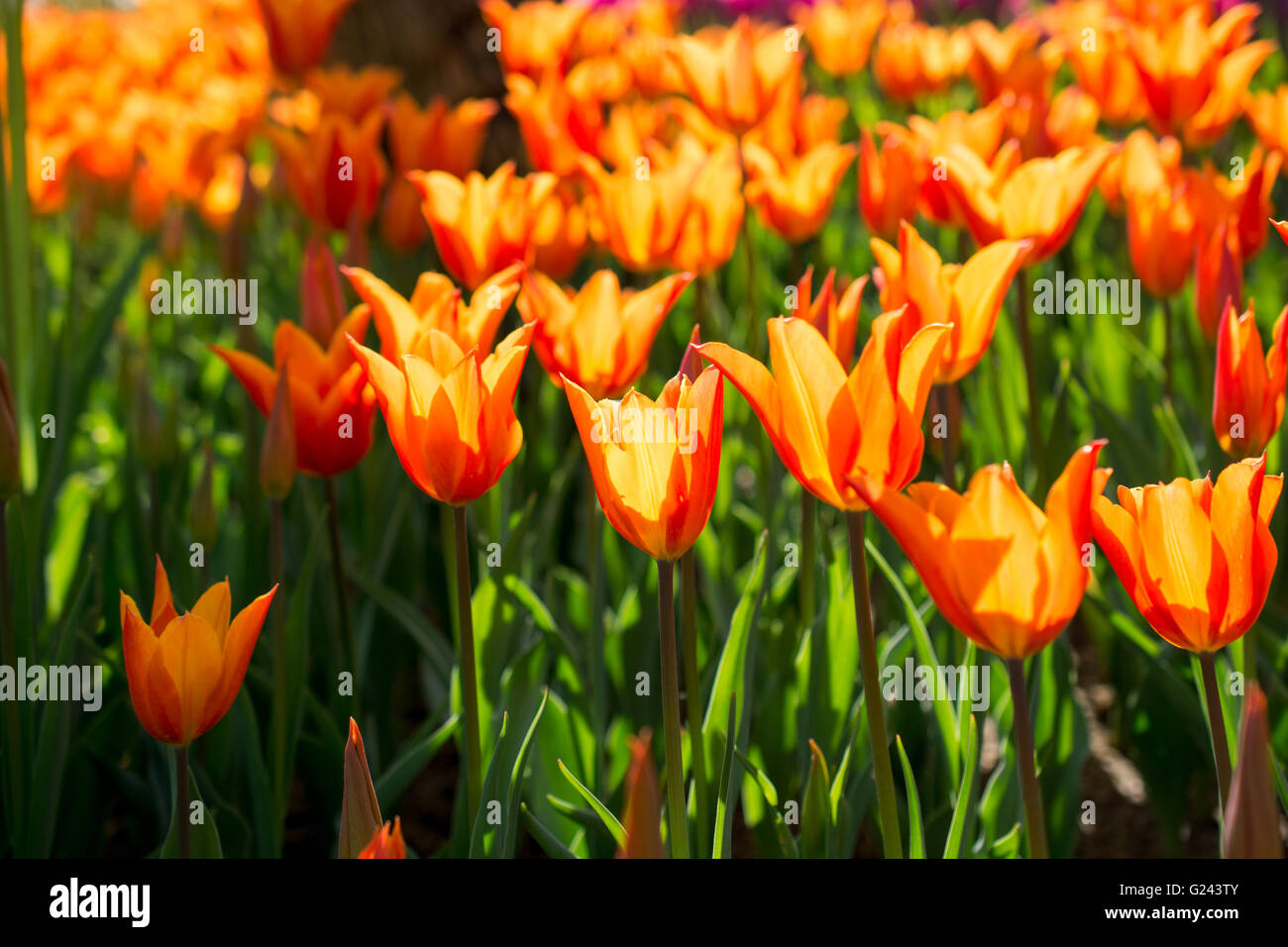 tulips of various colors in nature in spring time Stock Photo - Alamy