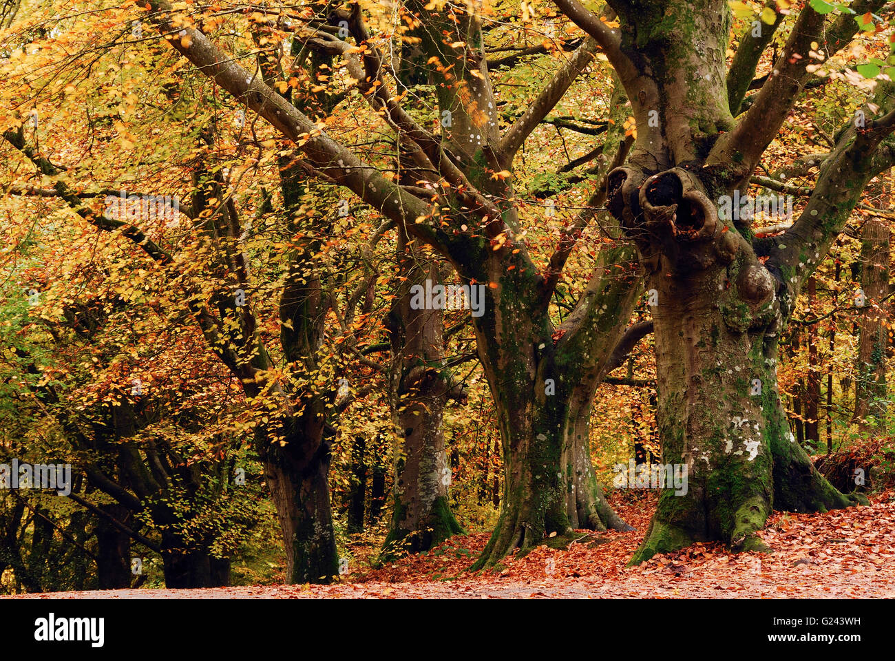 Beech trees in Puddletown Forest, Dorset Stock Photo - Alamy