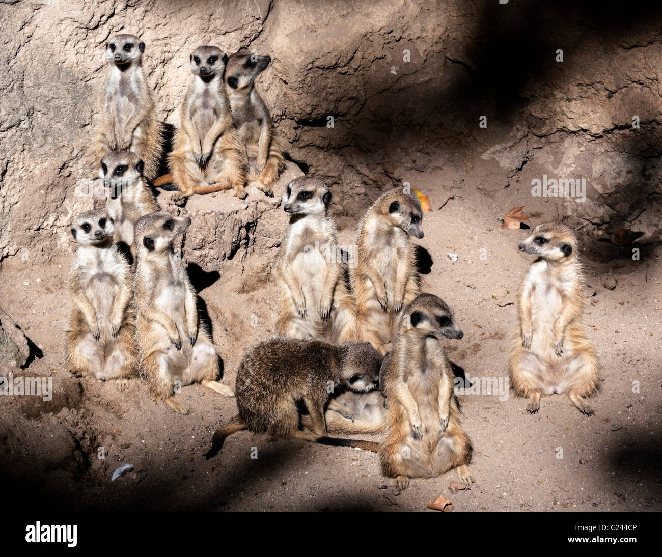 Gang of animals hi-res stock photography and images - Alamy