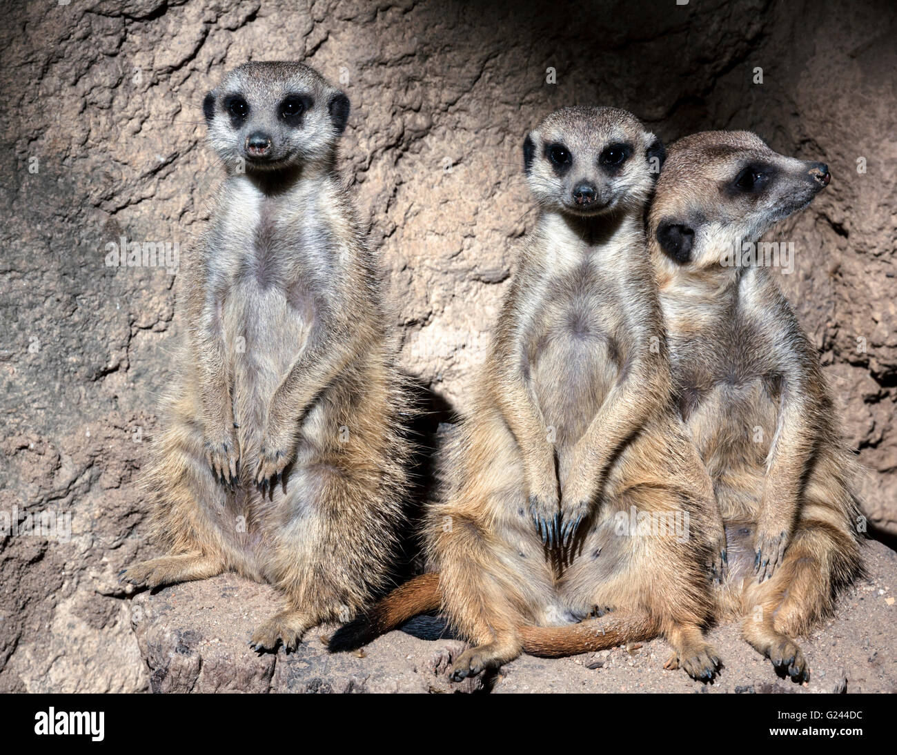 Meerkats three hi-res stock photography and images - Alamy
