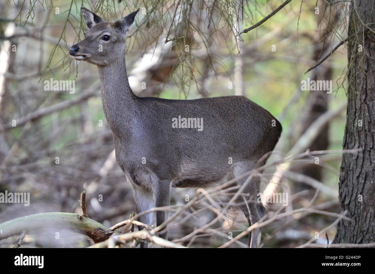 Sika deer hi-res stock photography and images - Alamy