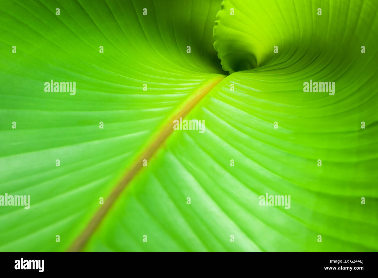 A new leaf of Musa Basjoo Stock Photo - Alamy