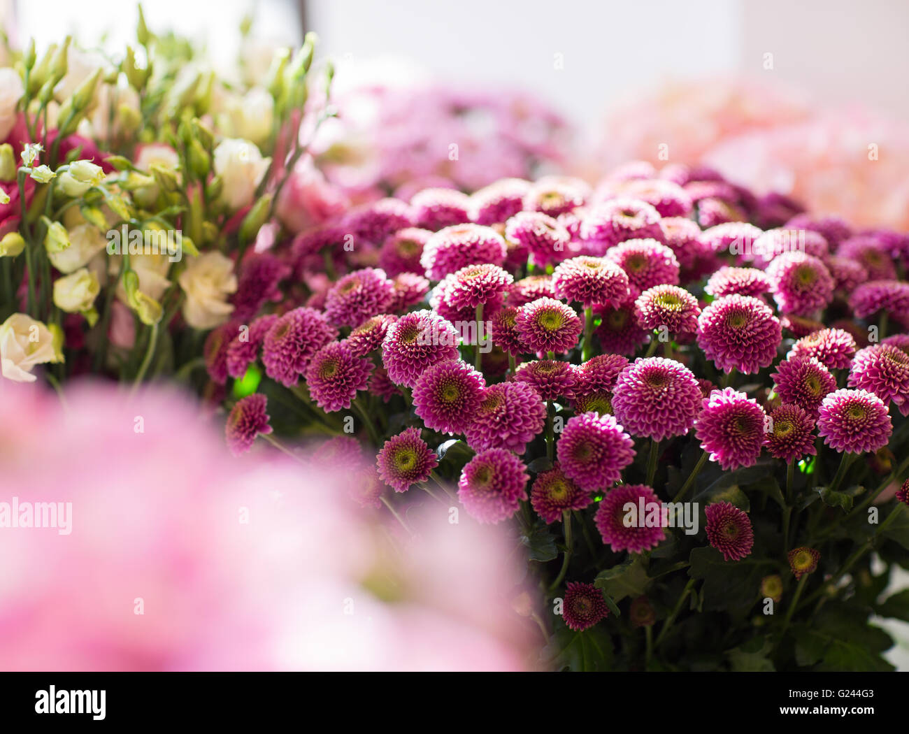 close up of chrysanthemums at flower shop Stock Photo - Alamy