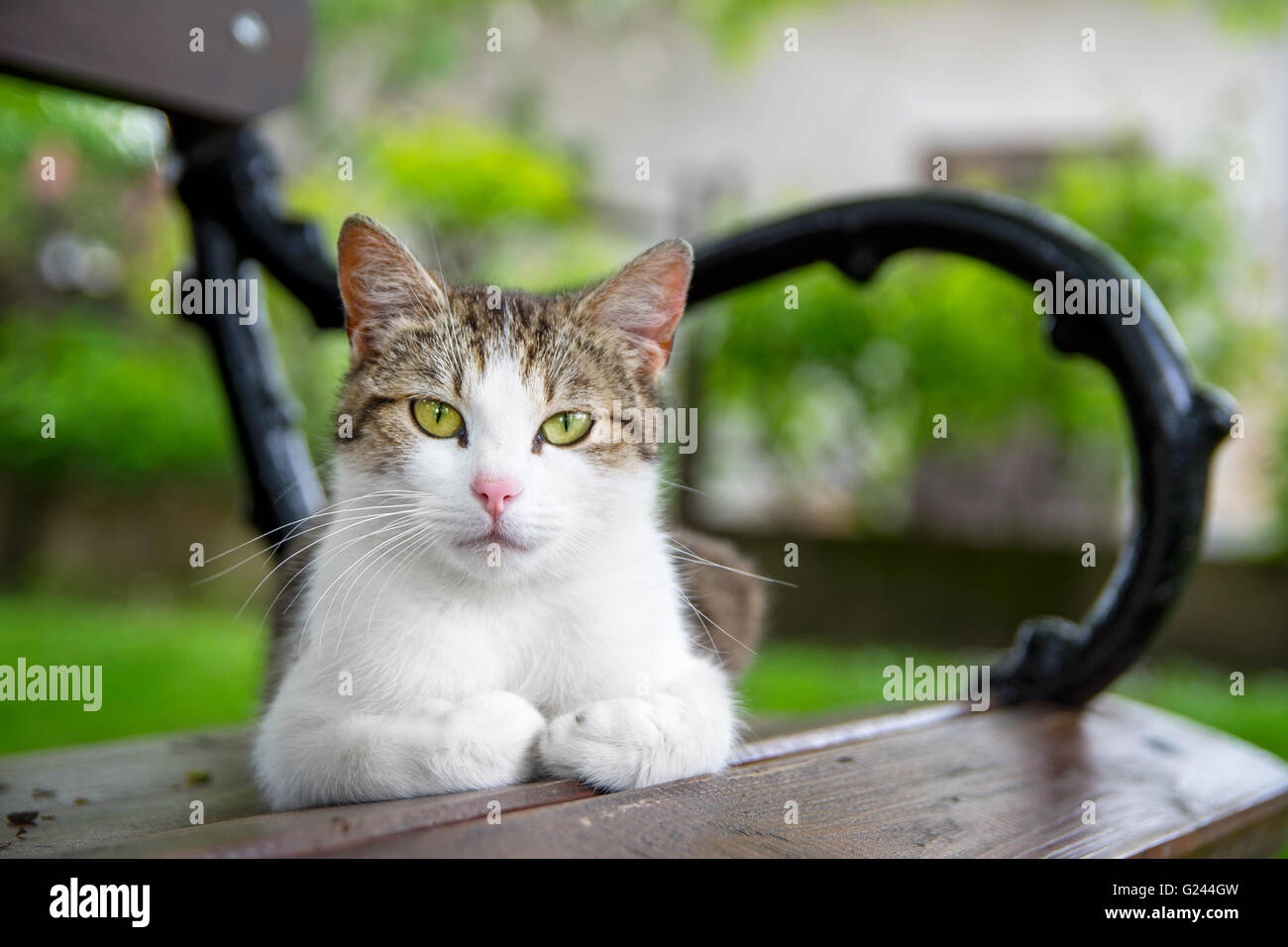 Cat lies on bench under tree Stock Photo - Alamy