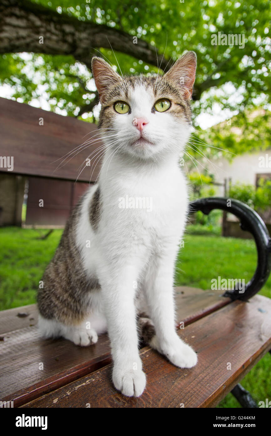 Cat sits on bench under tree Stock Photo - Alamy