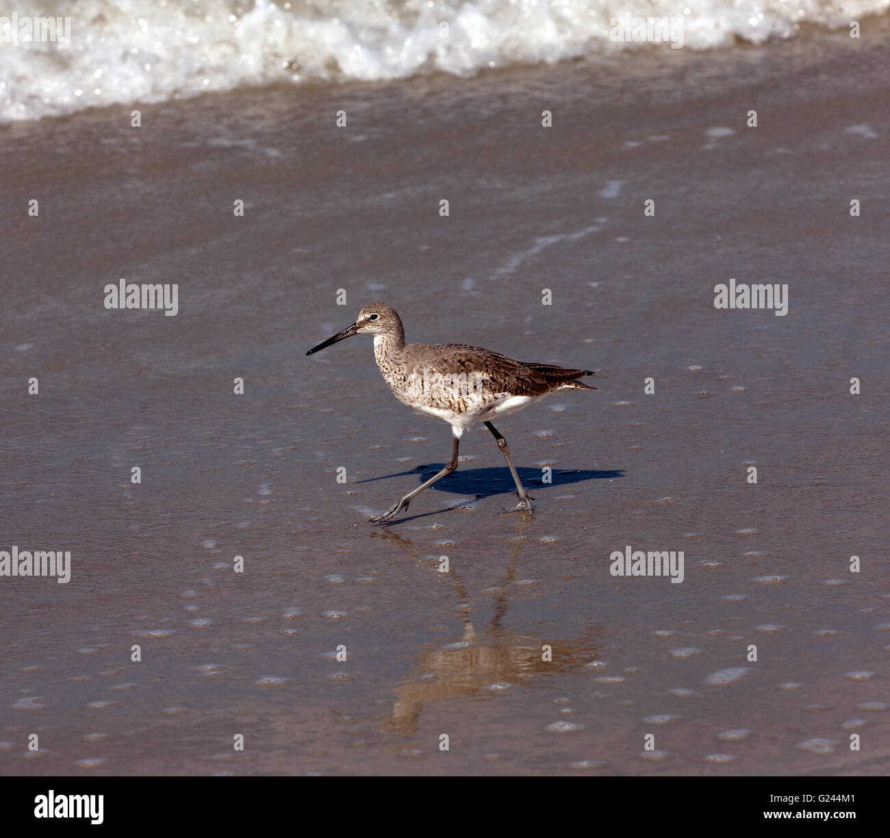 A Sandpiper, walking on the shore of Apollo Beach, Merritt Island ...