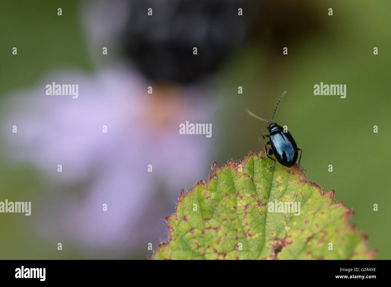 A metallic blue Flea Beetle (Chrysomelidae) standing on the edge of a ...