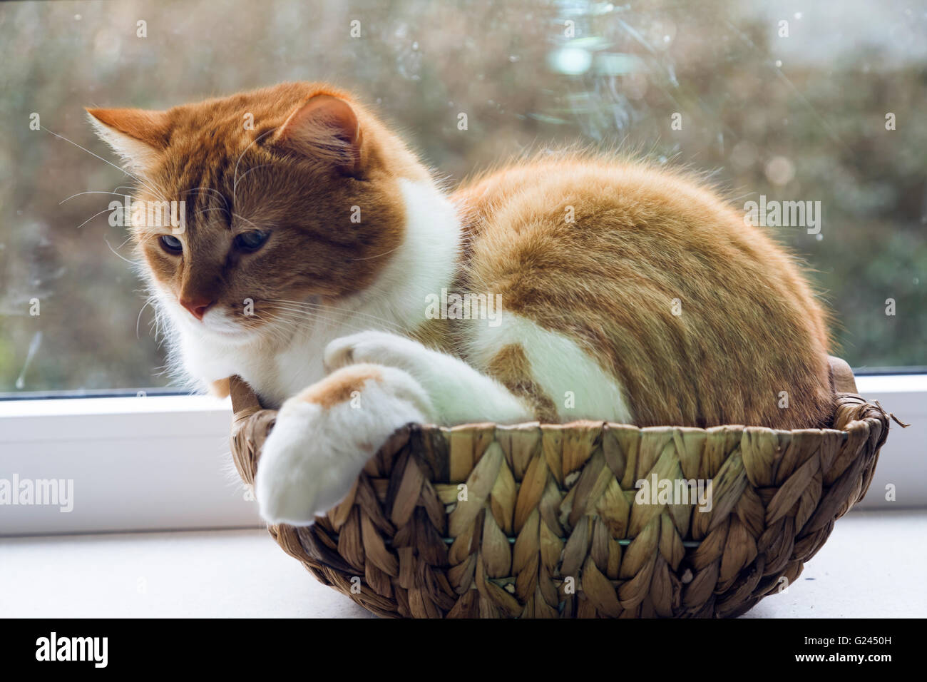 An orange tabby curled up in a wicker basket by a window ledge Stock ...