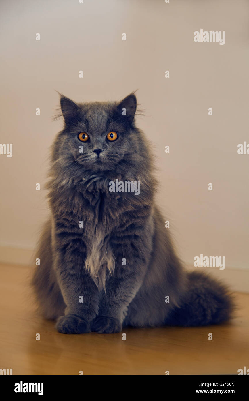 Cute long-haired grey cat with startling orange colored eyes sitting on ...