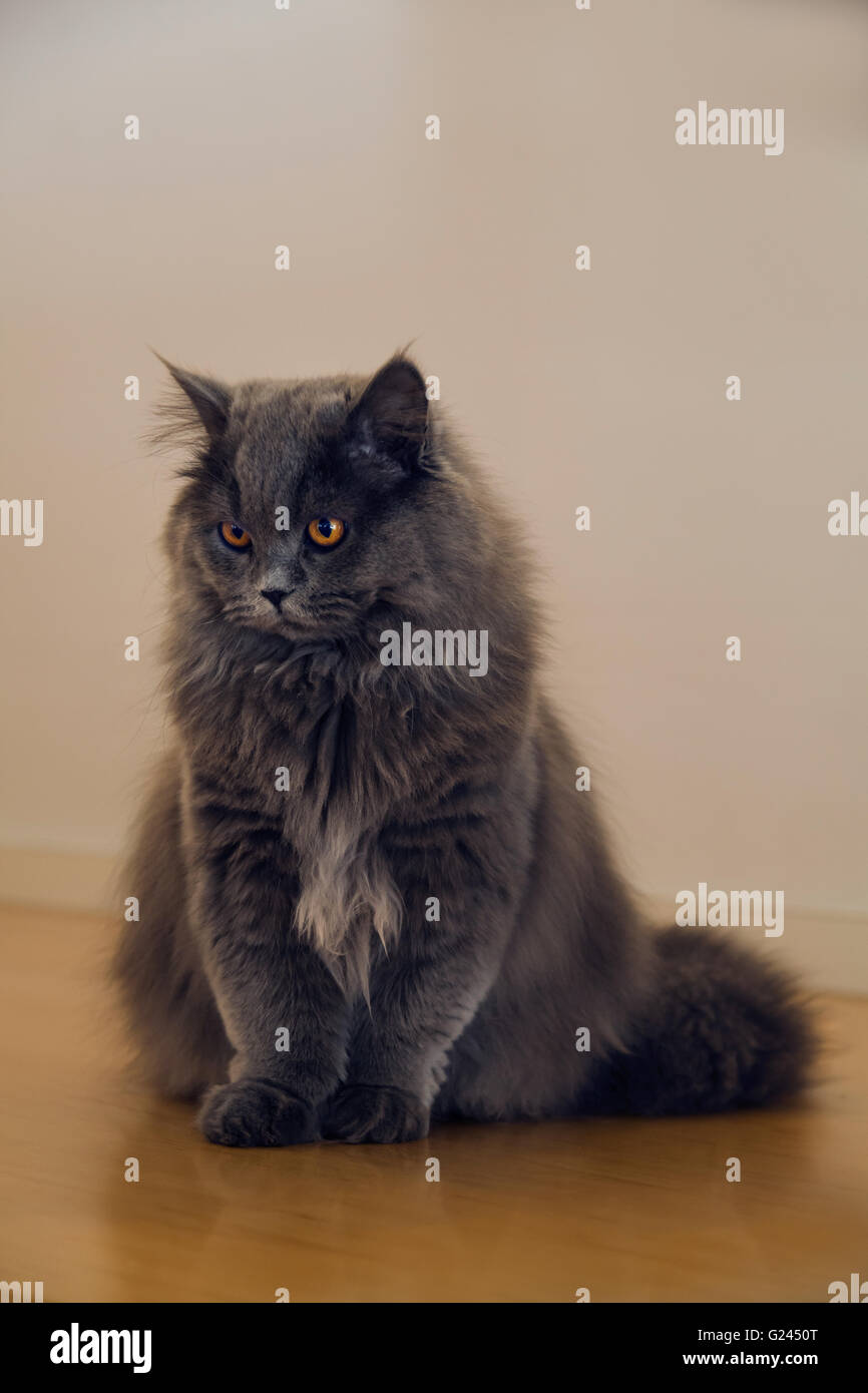 Cute long-haired grey cat with startling orange colored eyes sitting on ...
