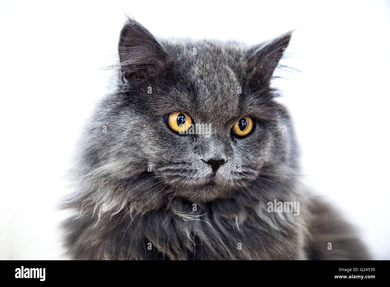 Cute long-haired grey cat with startling orange colored eyes looking ...